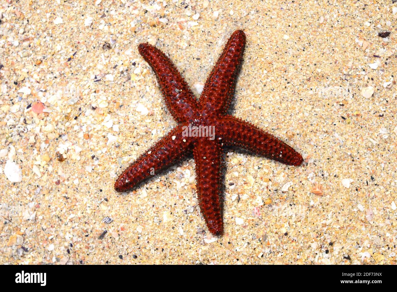 Knobbly starfish hi-res stock photography and images - Alamy