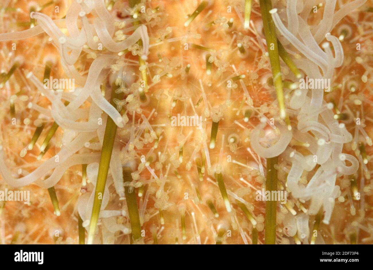 Pedicellaria High Resolution Stock Photography and Images - Alamy