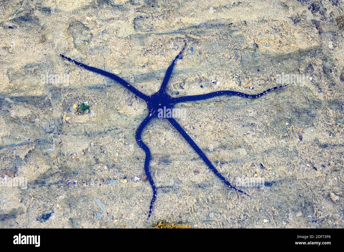Ophioderma High Resolution Stock Photography and Images - Alamy