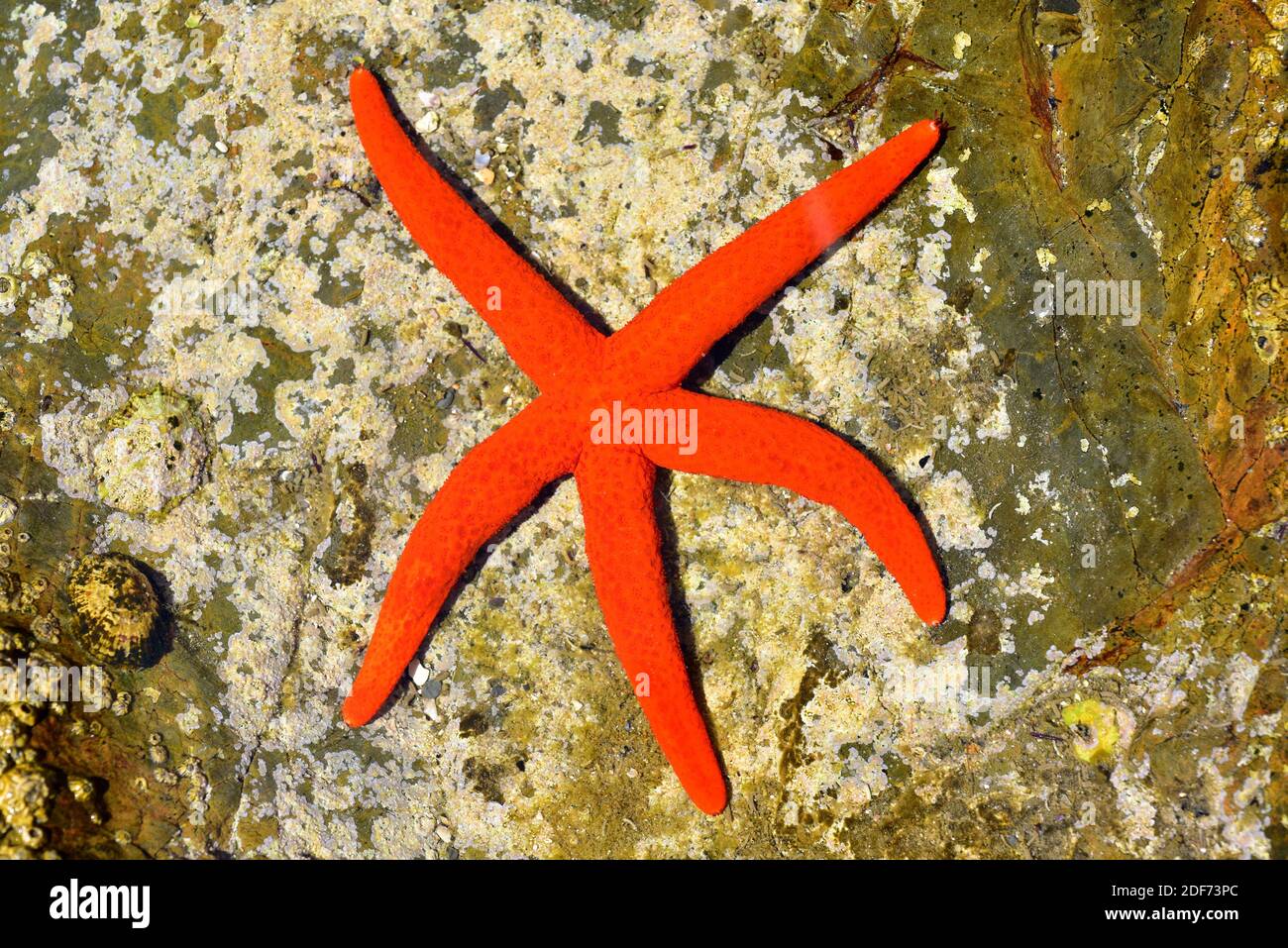 Mediterranean Starfish High Resolution Stock Photography and Images - Alamy