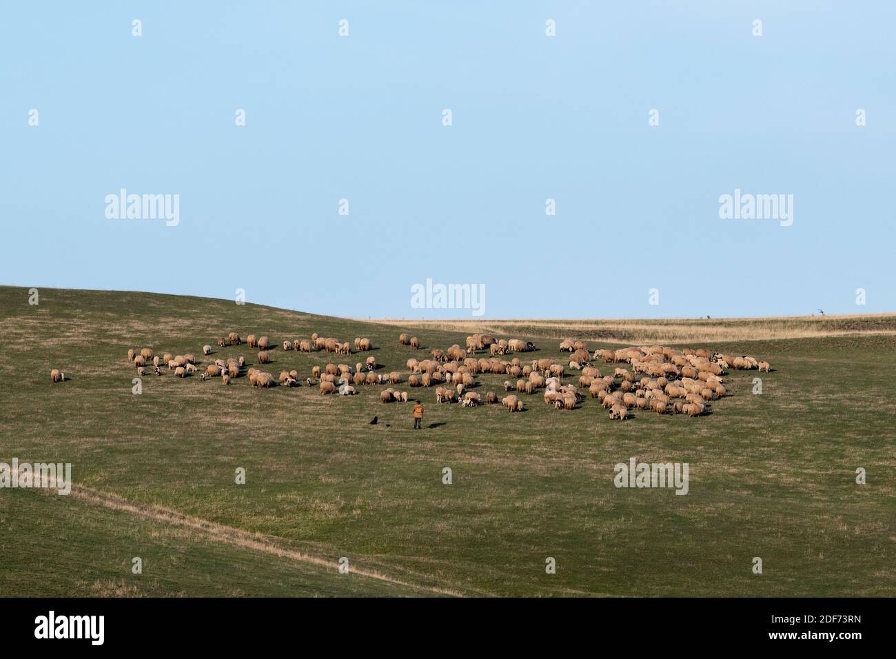 Herd of sheep hi-res stock photography and images - Alamy