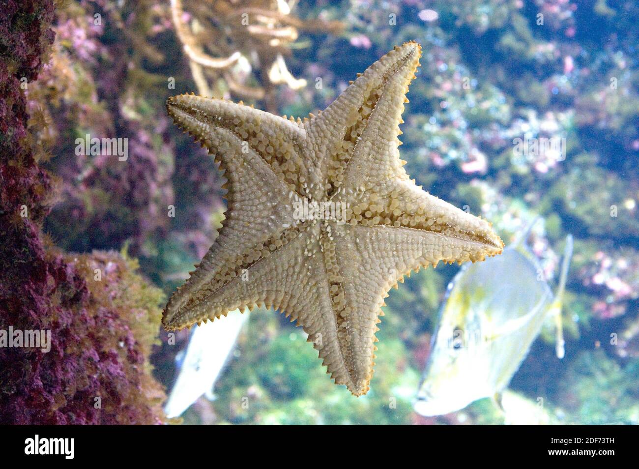 Oreaster Reticulatus Sea Star High Resolution Stock Photography and ...