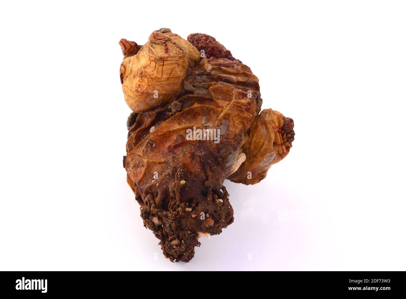 Urochordata hi-res stock photography and images - Alamy