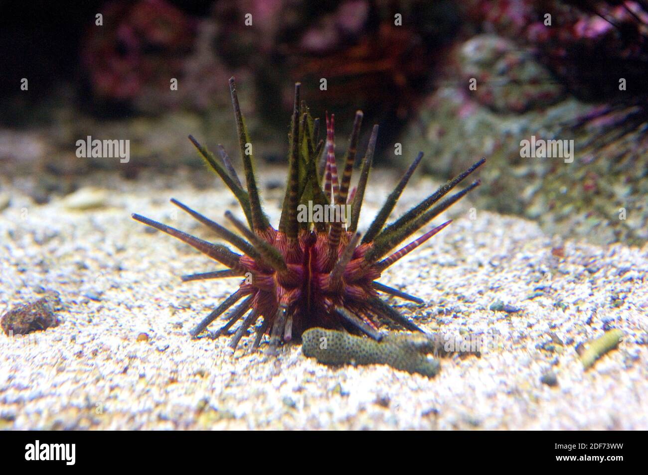 Crown sea urchin hi-res stock photography and images - Alamy