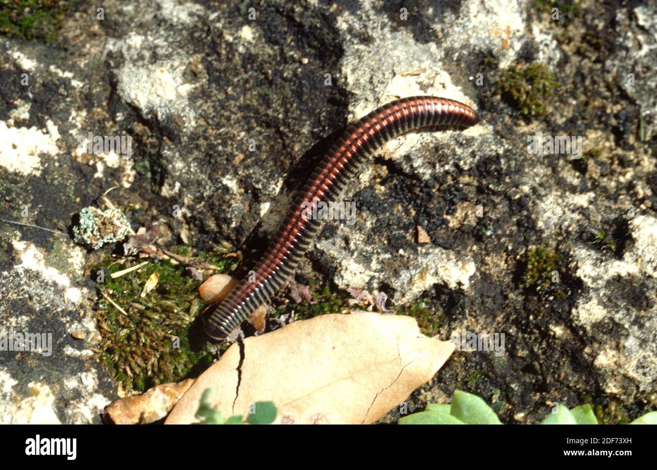Millipede hi-res stock photography and images - Alamy
