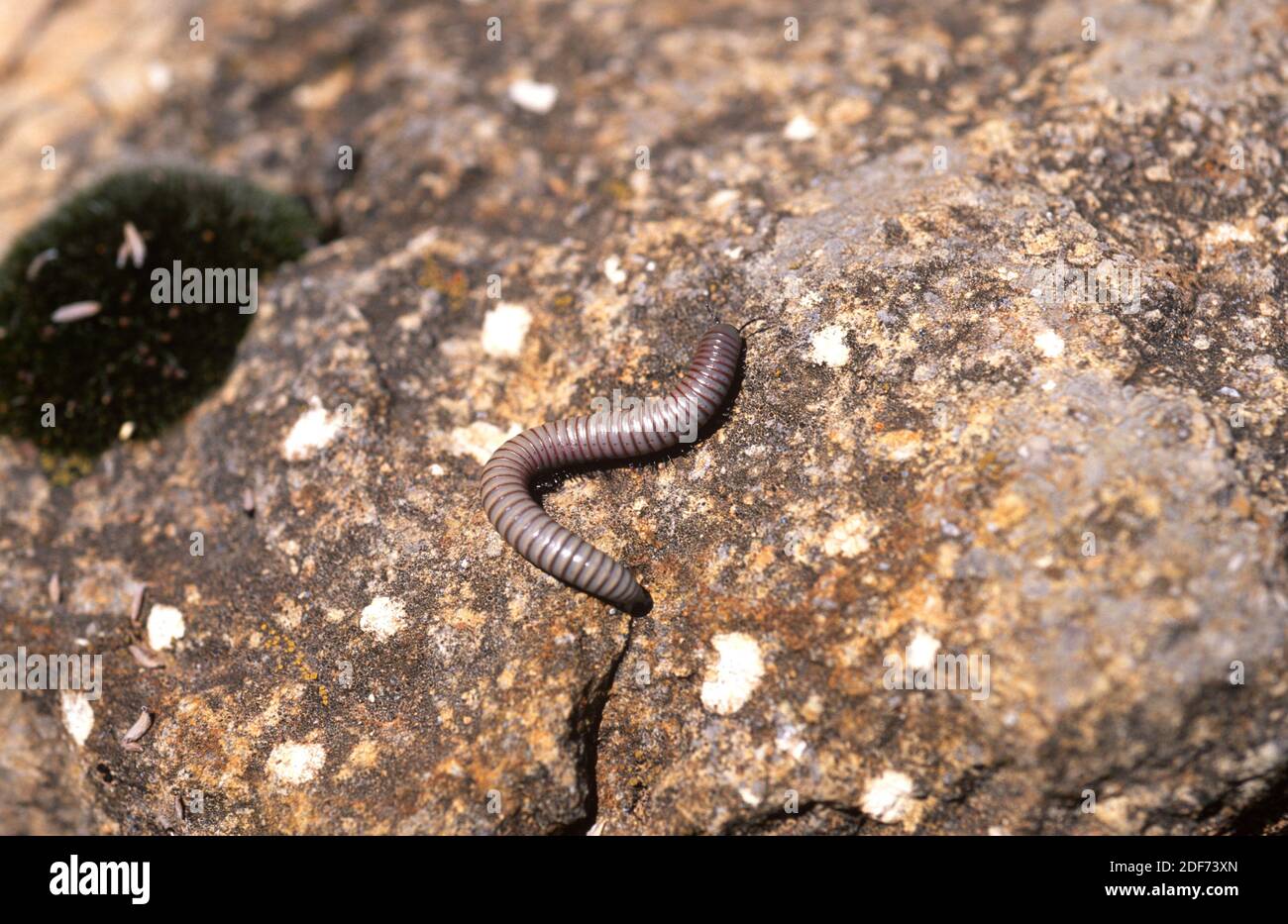 Millipede ommatoiulus rutilans hi-res stock photography and images - Alamy