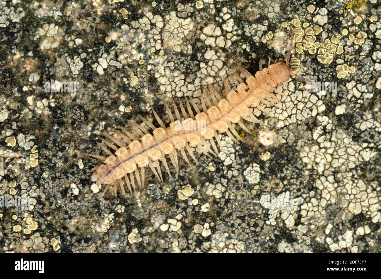Millipede animal wildlife hi-res stock photography and images - Alamy