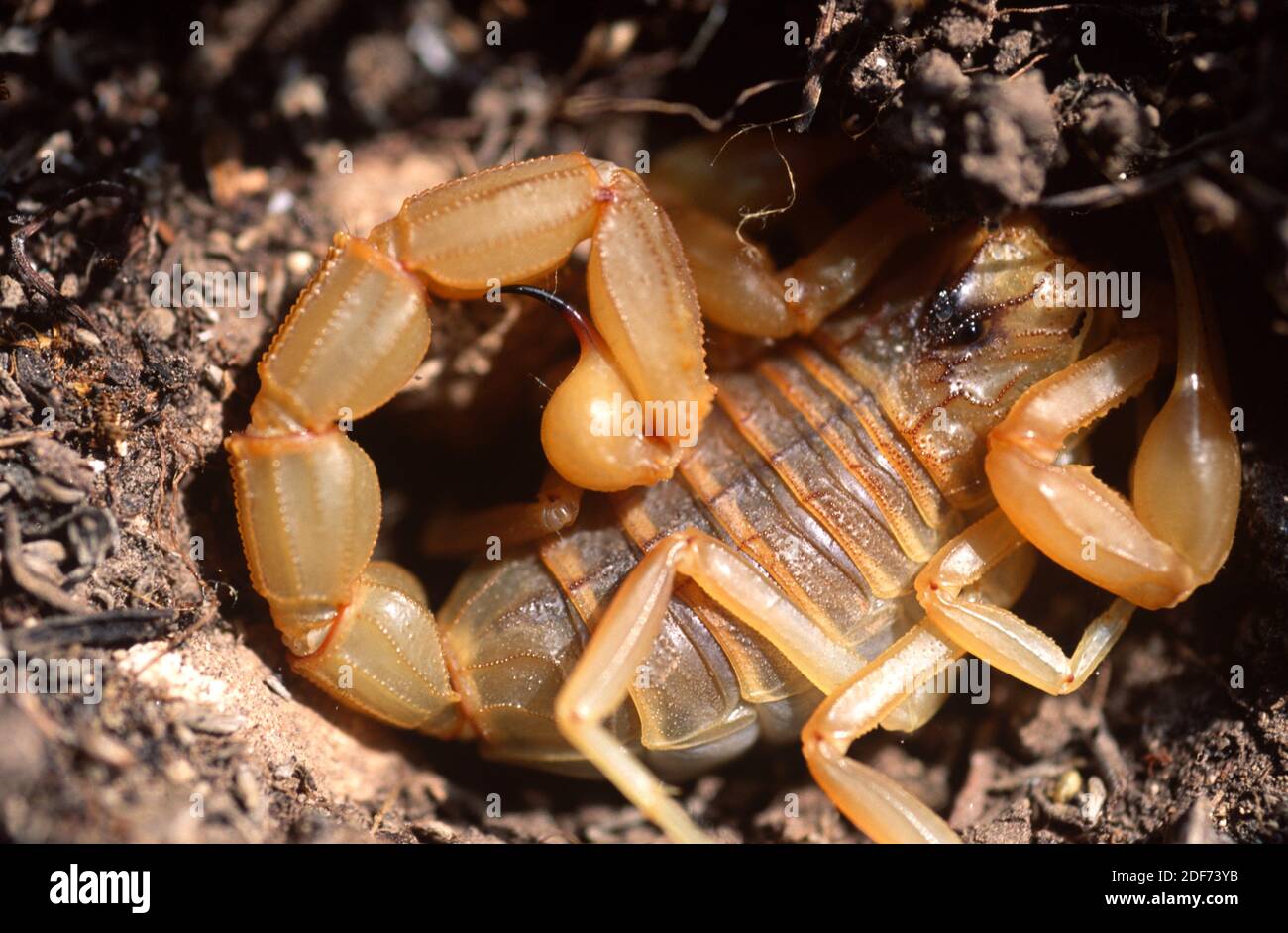 Scorpion buthidae hi-res stock photography and images - Alamy