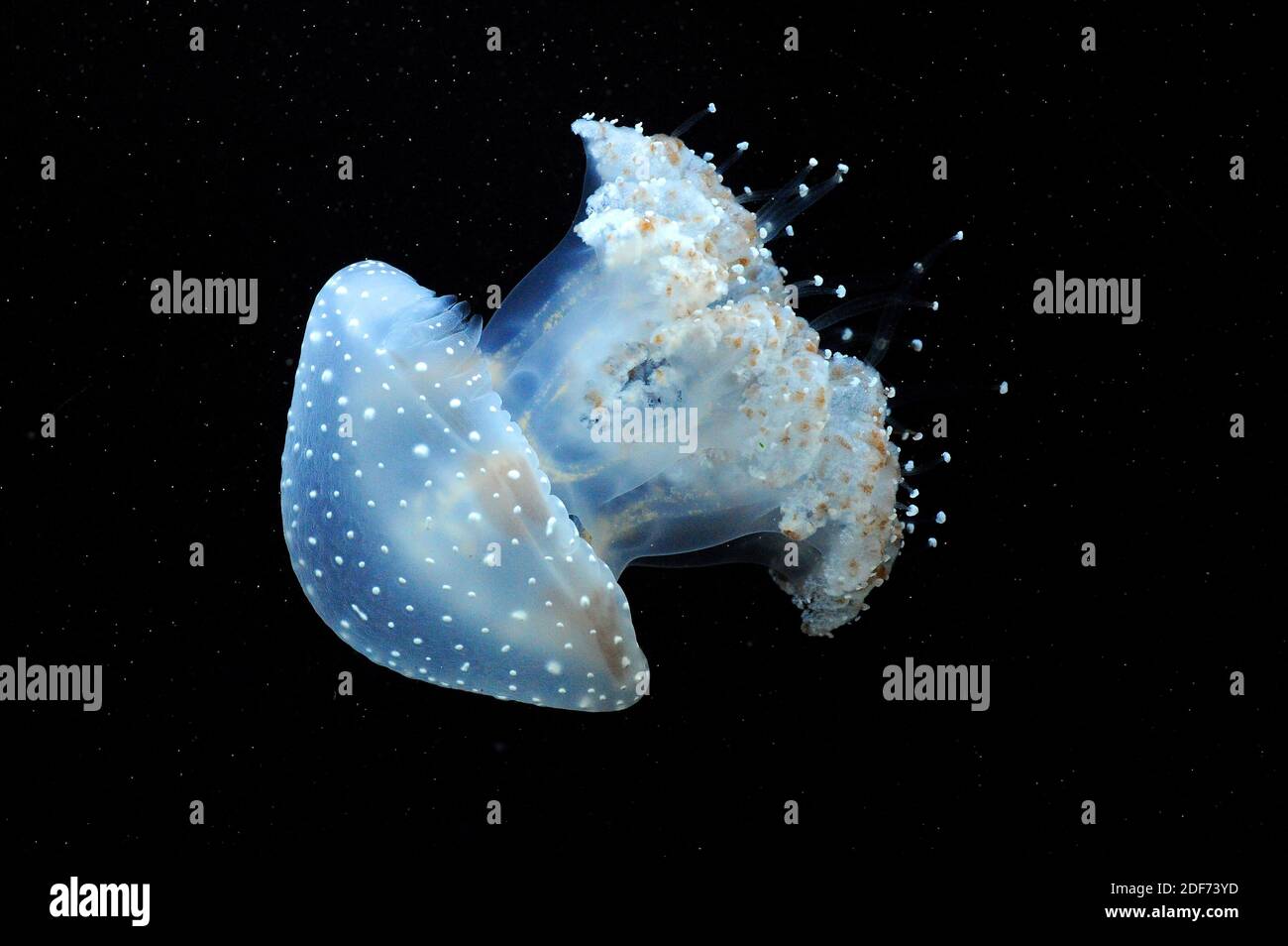 Cnidaria jellyfish tentacle hi-res stock photography and images - Alamy