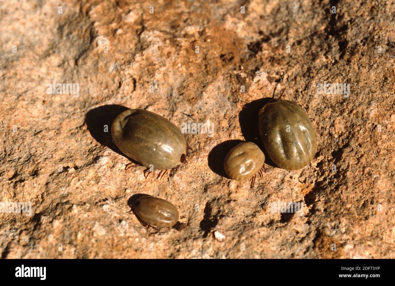 Ixodes hexagonus hi-res stock photography and images - Alamy
