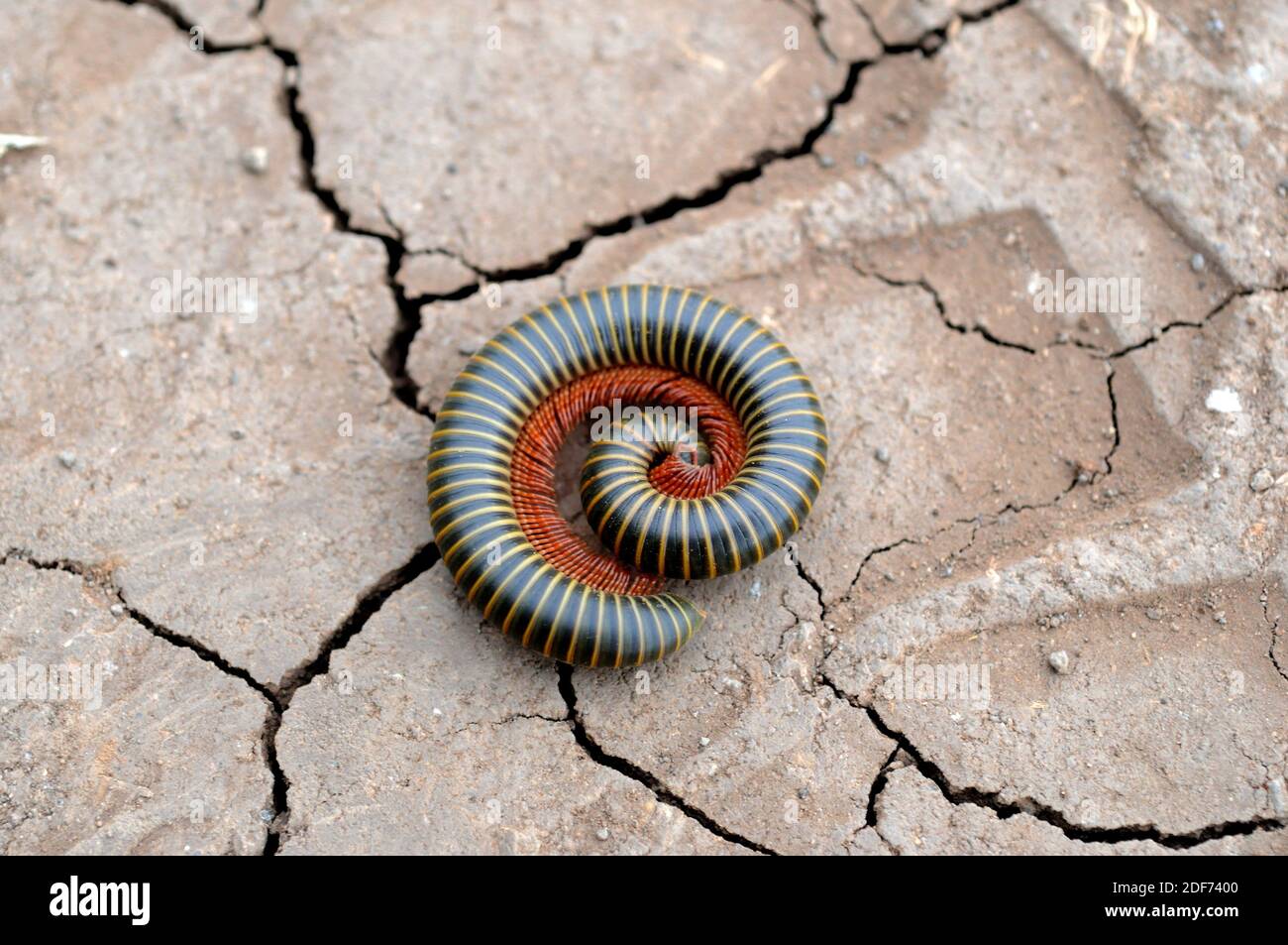 Close Up Photo Of Millipede High Resolution Stock Photography and ...