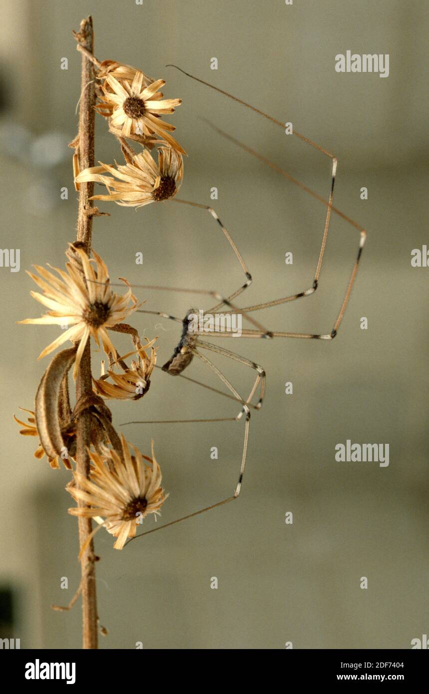 Longbodied cellar spider or skull spider (Pholcus phalangioides) is a ...
