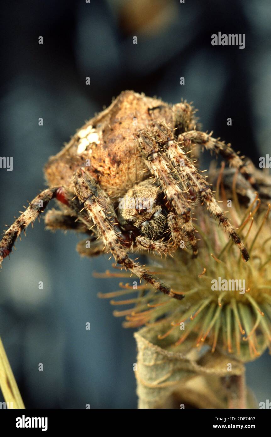 Araneus angulatus is a spider native to the Paleartic region. This ...