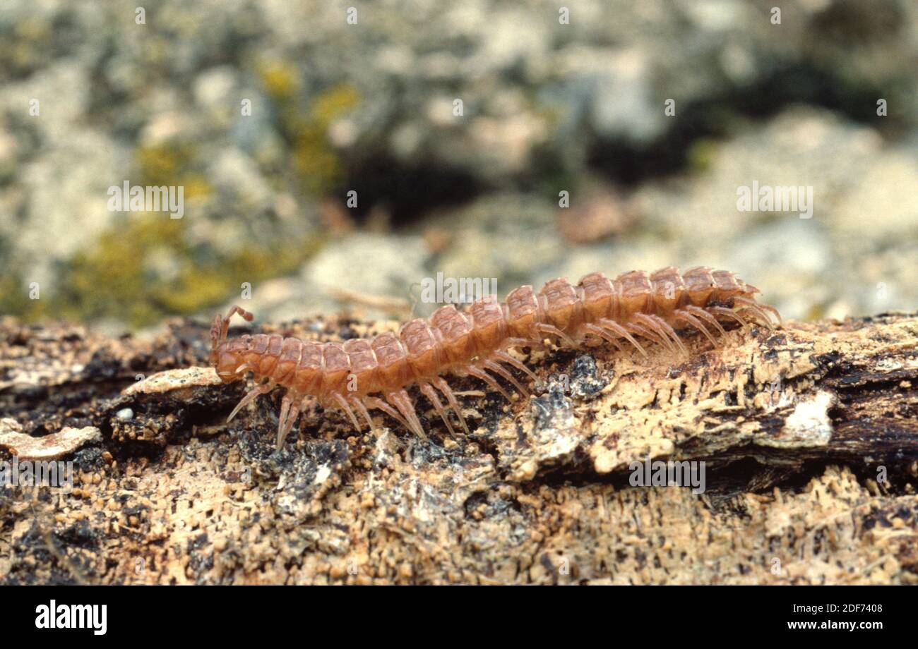 Millipede diplopoda arthropod hi-res stock photography and images - Alamy