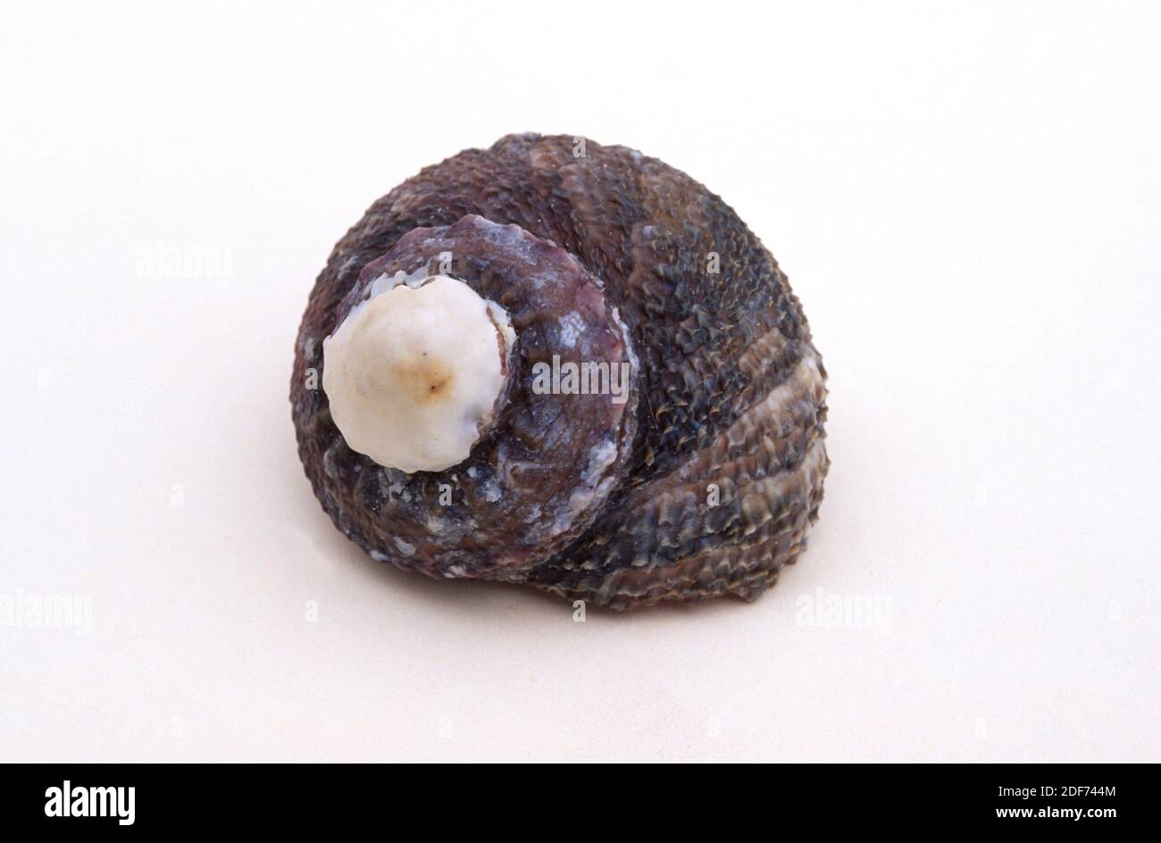 Bolma Rugosa High Resolution Stock Photography and Images - Alamy