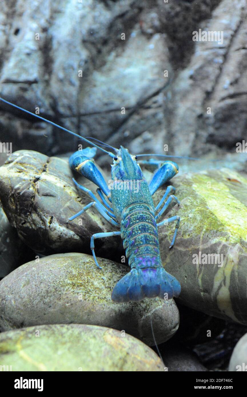 Red claw crayfish hi-res stock photography and images - Alamy
