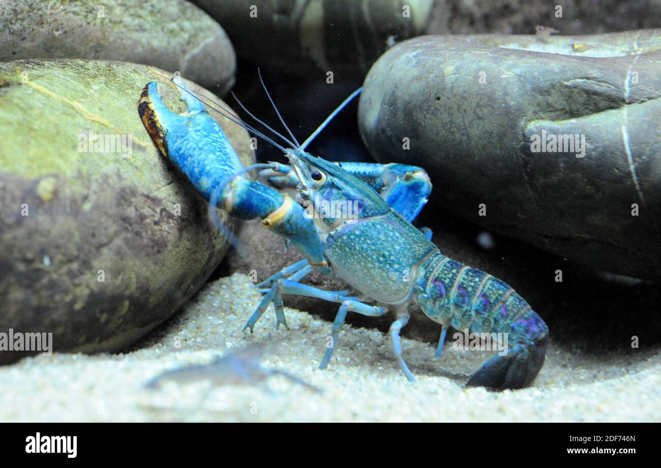 Crayfish red hi-res stock photography and images - Alamy