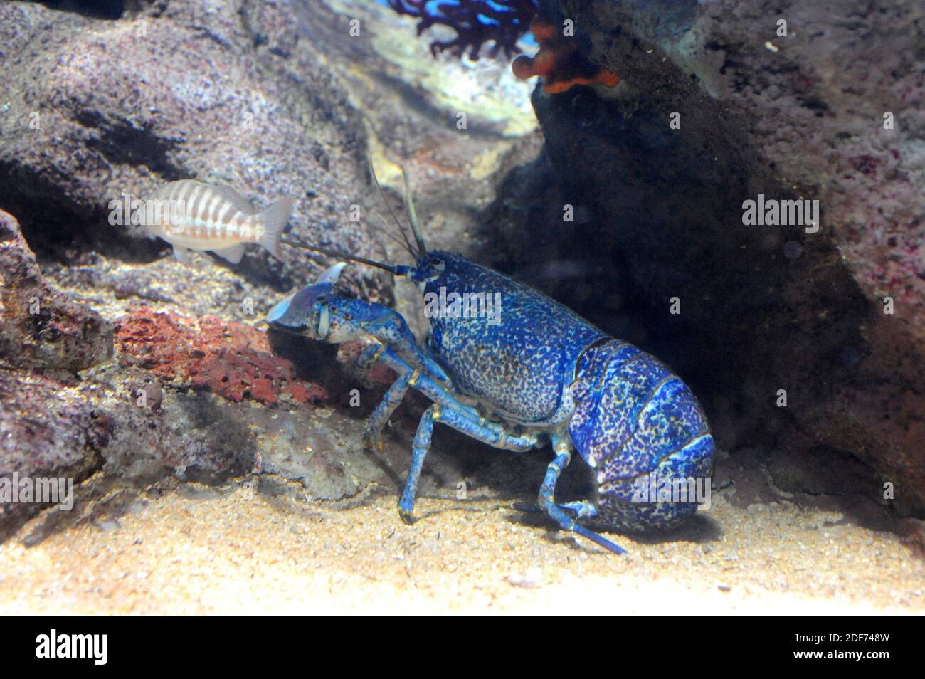Lobster european hi-res stock photography and images - Alamy