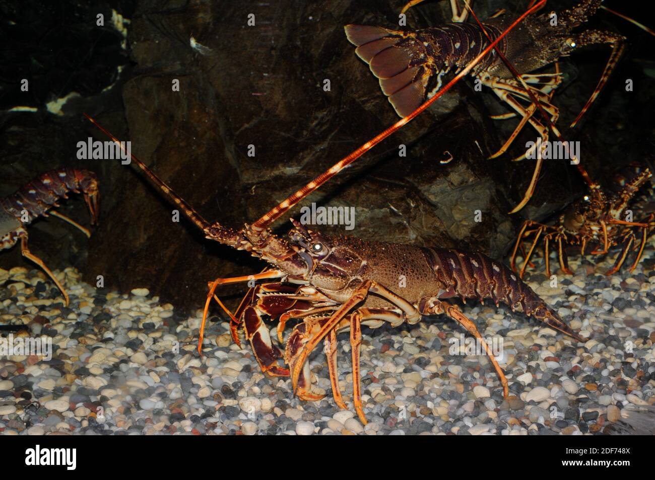 European spiny lobster palinurus elephas hi-res stock photography and ...