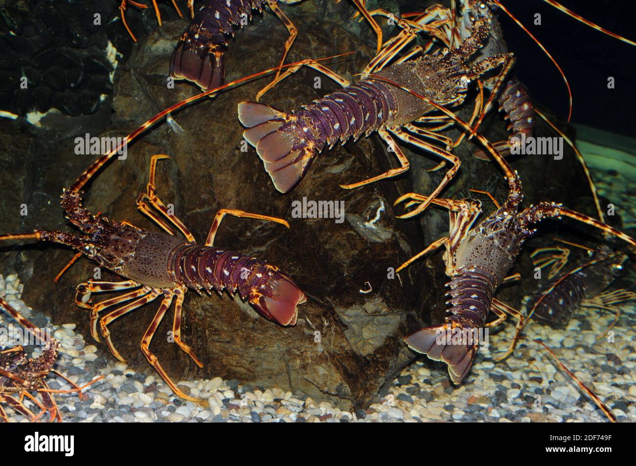 Palinurus Elephas High Resolution Stock Photography and Images - Alamy