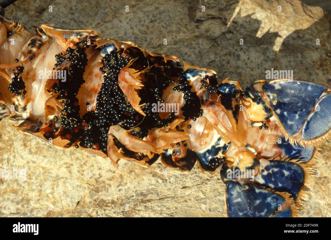 Animal abdomen hi-res stock photography and images - Alamy