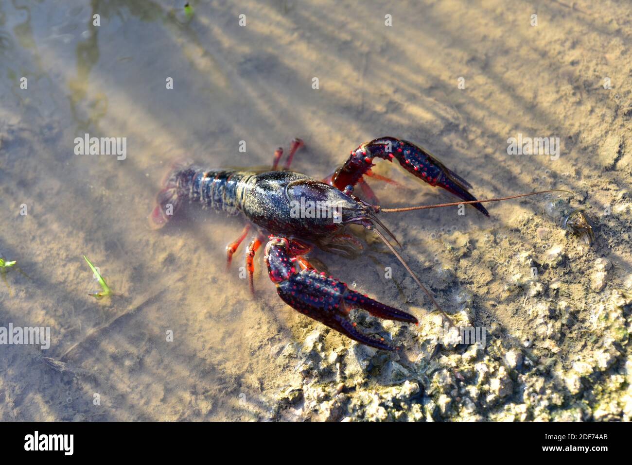 Paddy rice pest hi-res stock photography and images - Alamy