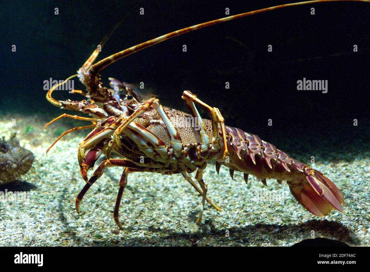 Palinurus Elephas High Resolution Stock Photography and Images - Alamy