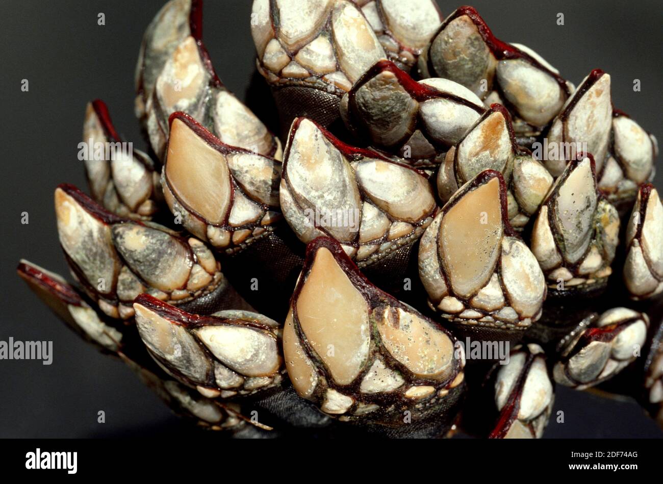Goose Barnacle Edible