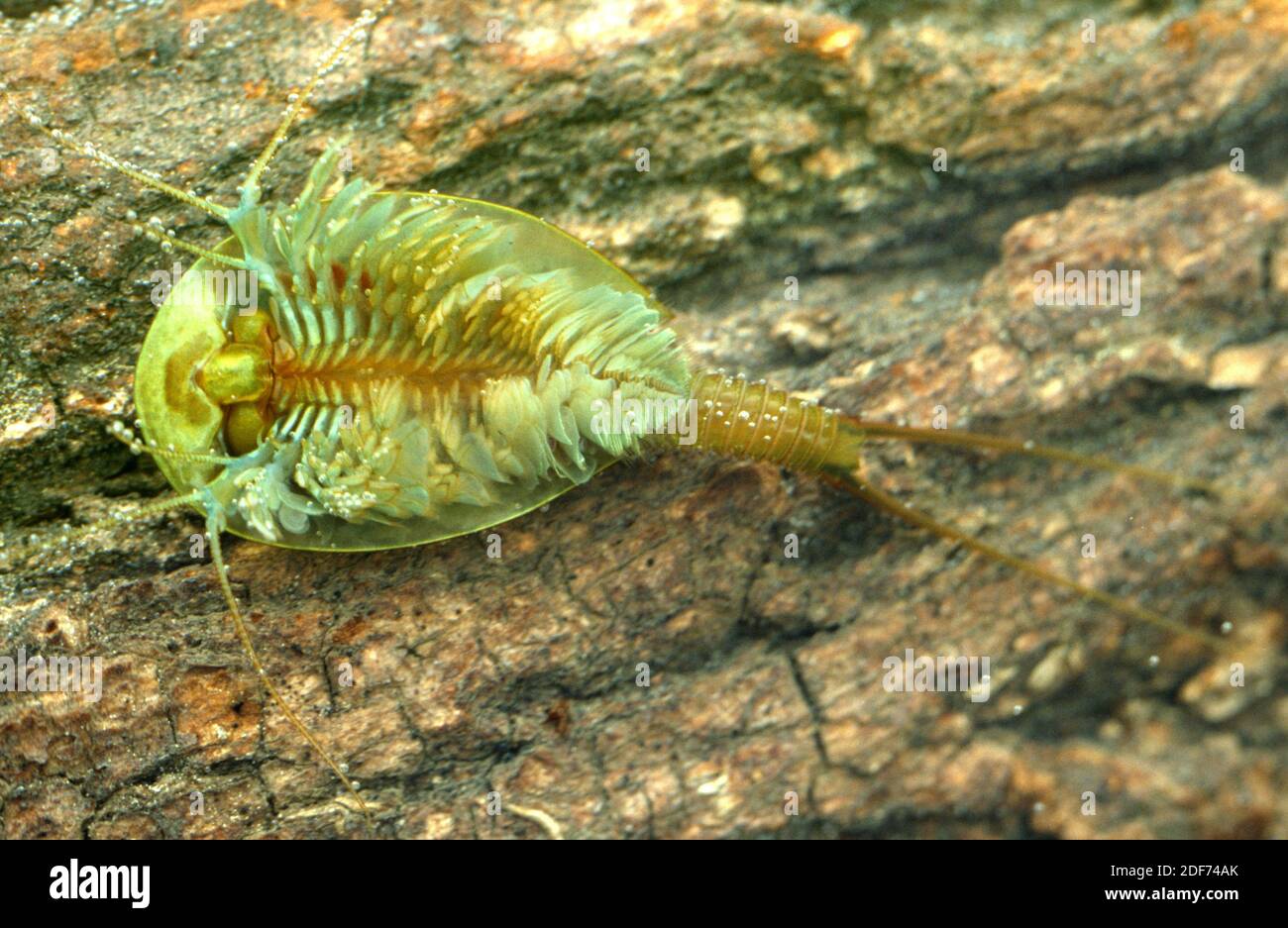 Triops hi-res stock photography and images - Alamy