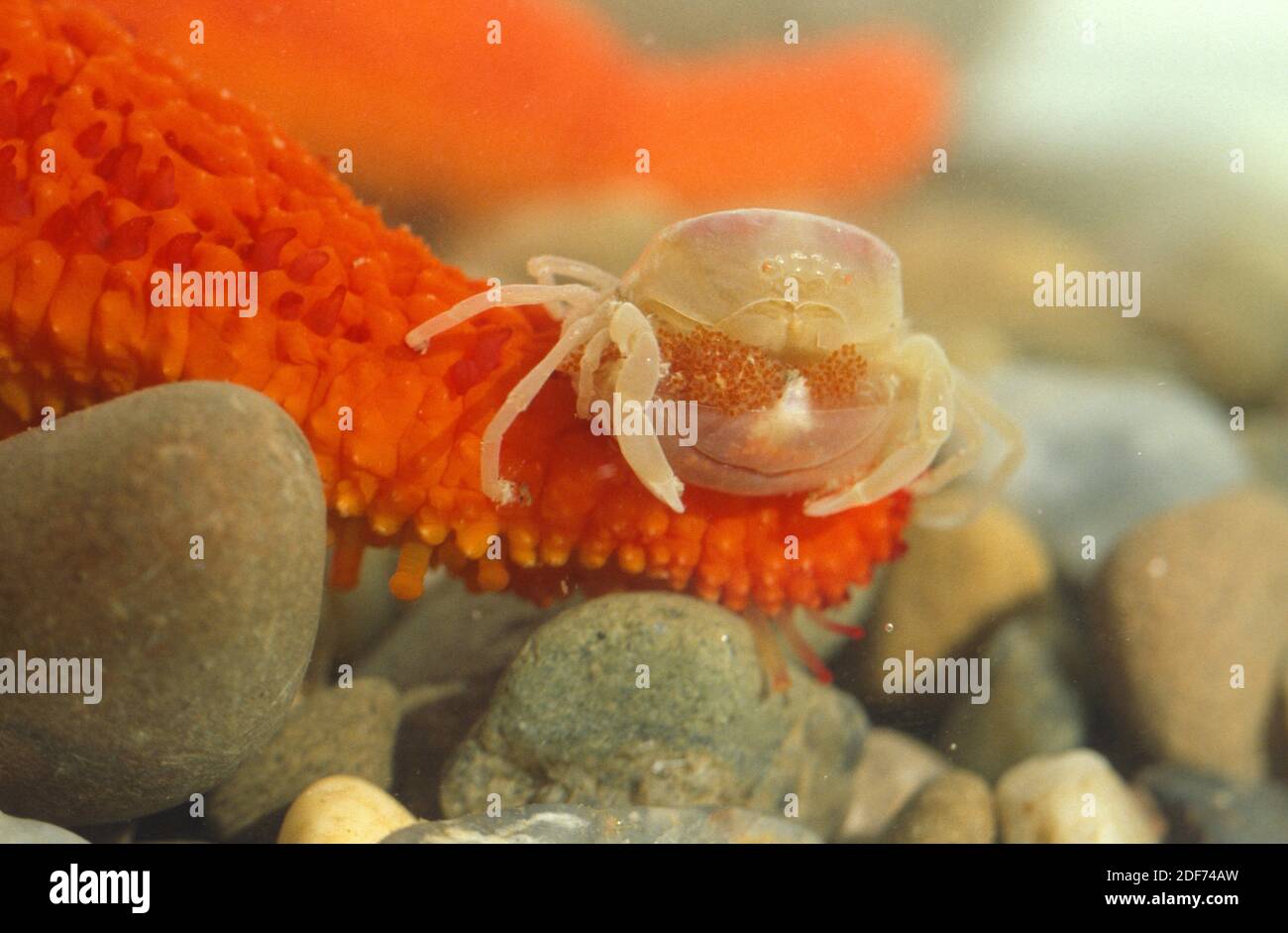 Pea Crab High Resolution Stock Photography and Images - Alamy