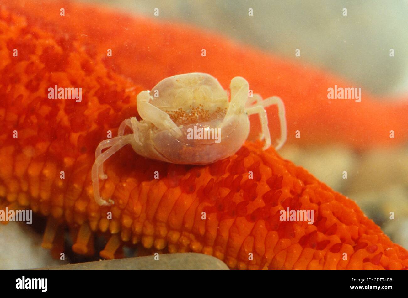 Pea Crab High Resolution Stock Photography and Images - Alamy