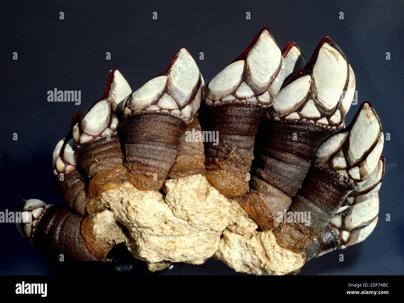 Goose Barnacle Edible