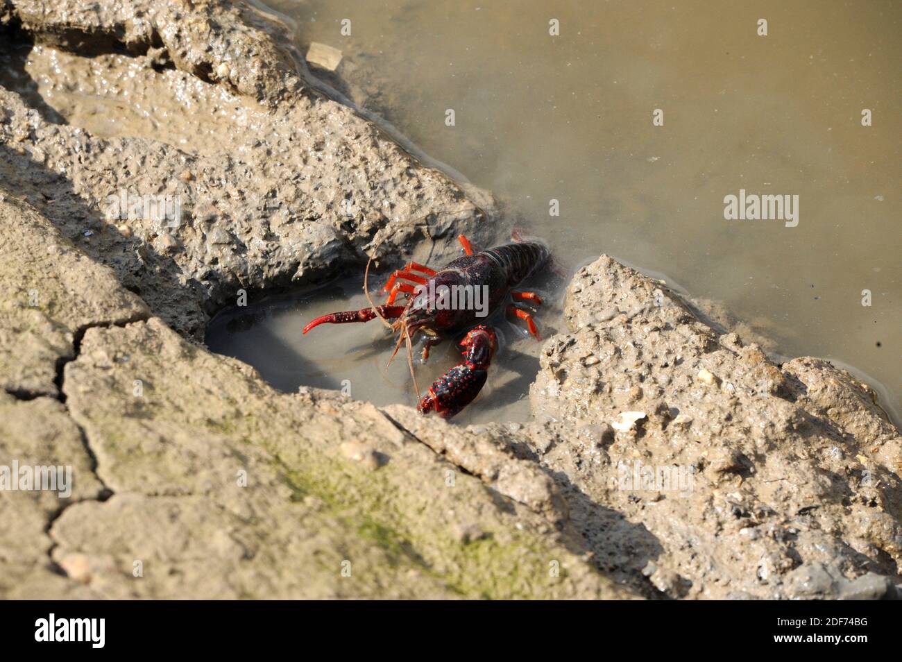 Freshwater pest hi-res stock photography and images - Alamy