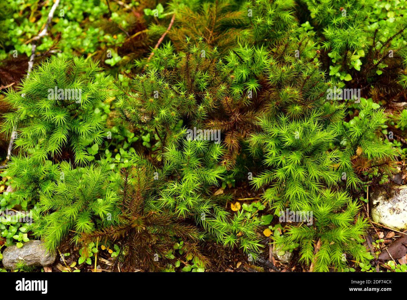 Dendroligotrichum dendroides hi-res stock photography and images - Alamy