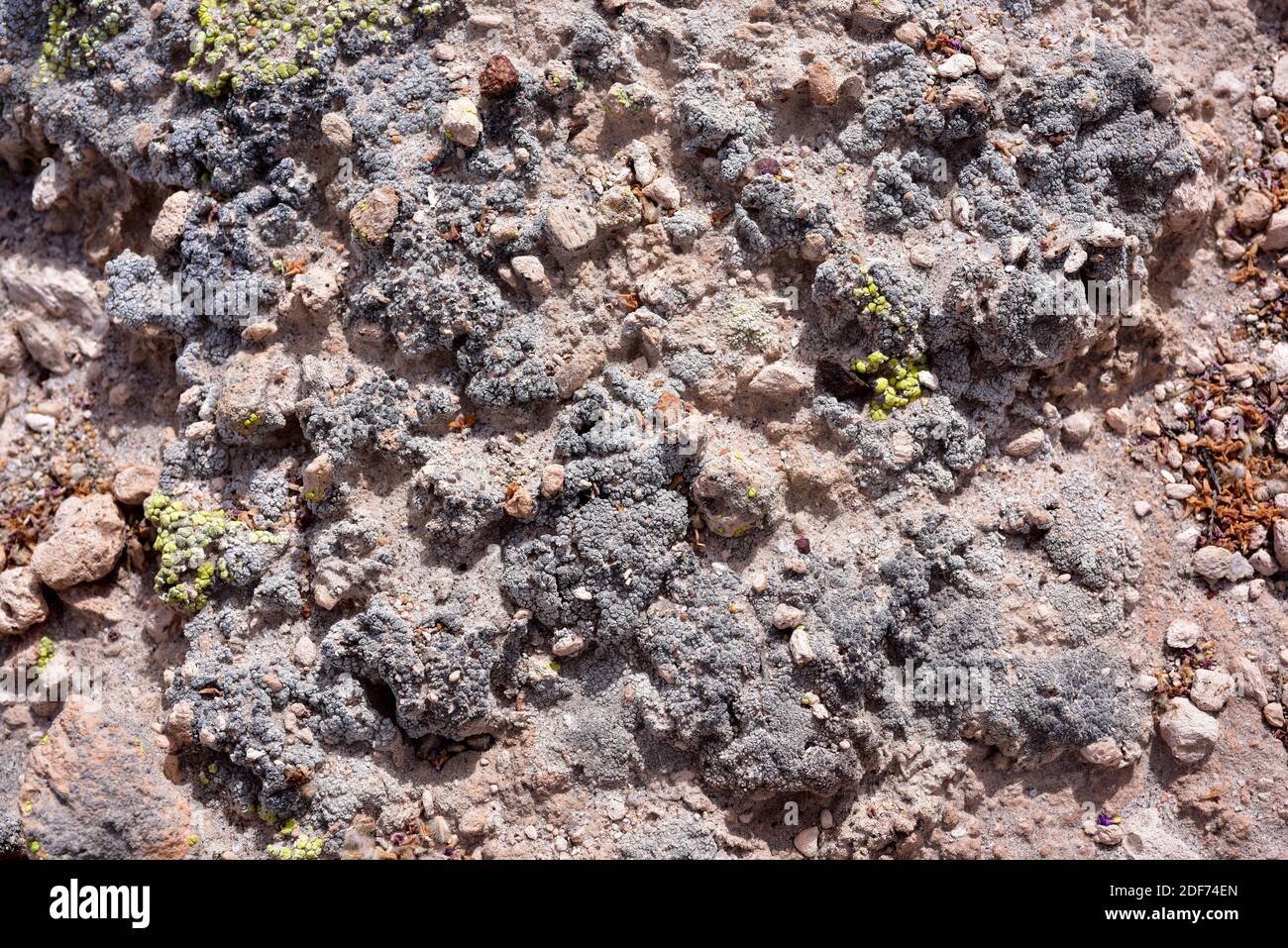 Lichen in the desert hi-res stock photography and images - Alamy