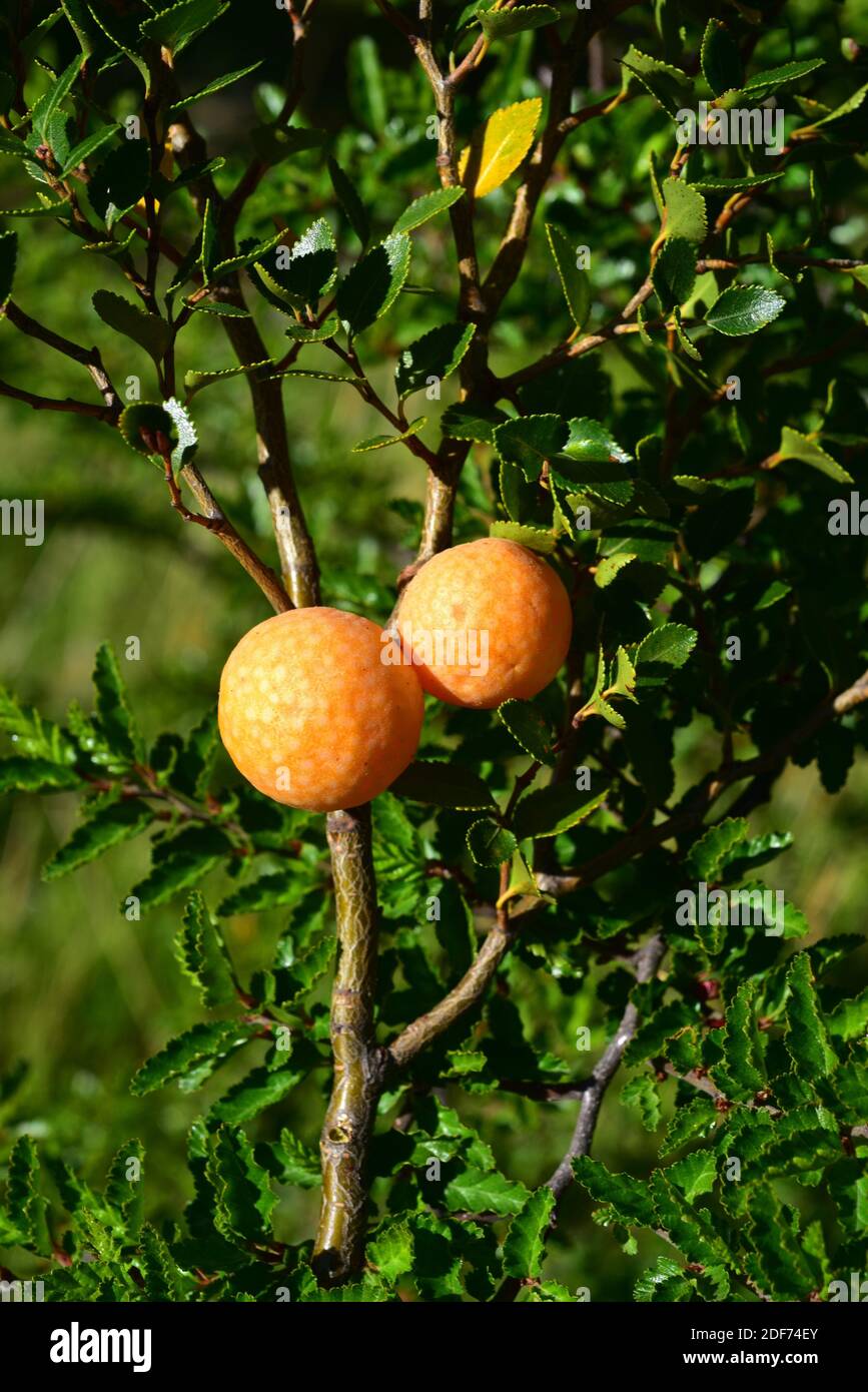 Llao llao fungus parasite hi-res stock photography and images - Alamy
