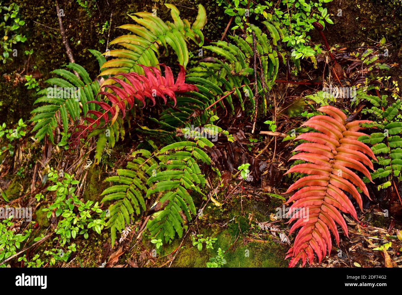 Costilla High Resolution Stock Photography and Images - Alamy