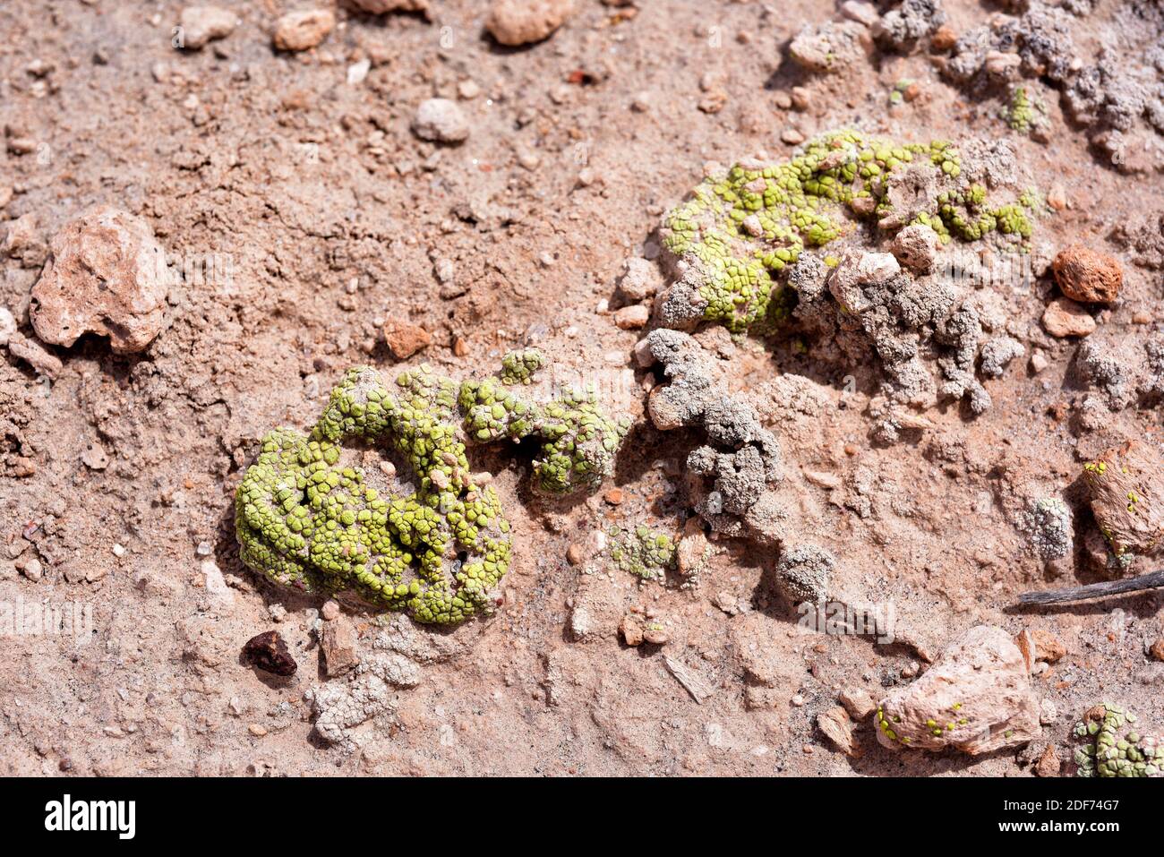 Desert fungus hi-res stock photography and images - Alamy