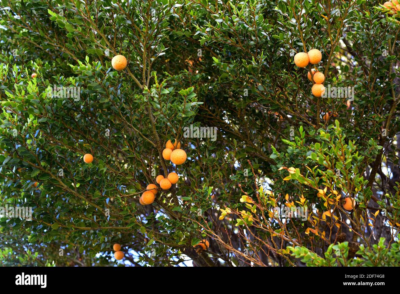 Nothofagus species hi-res stock photography and images - Alamy