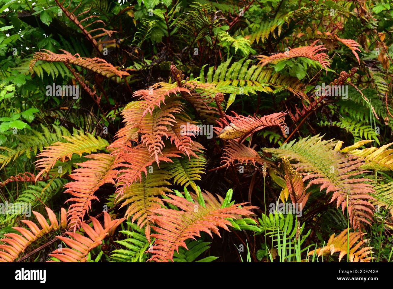 Costilla de vaca hi-res stock photography and images - Alamy