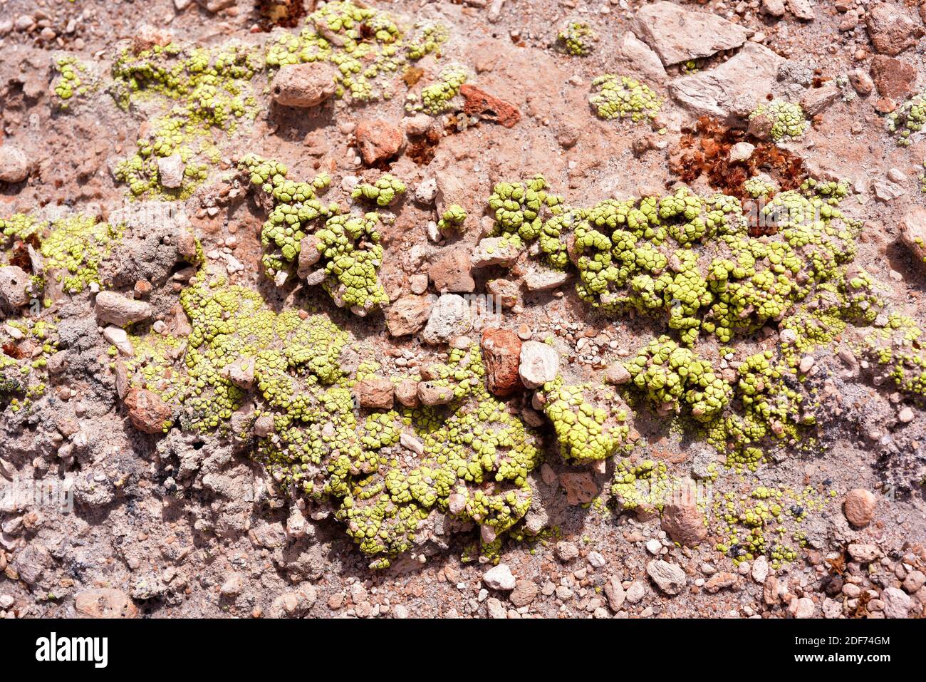 Lichen in the desert hi-res stock photography and images - Alamy