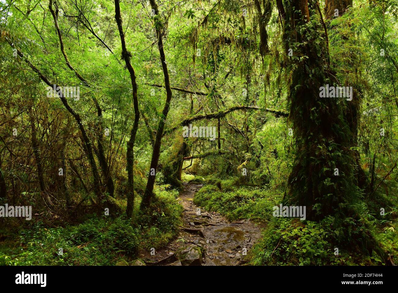 Valdivian temperate rainforest hi-res stock photography and images - Alamy