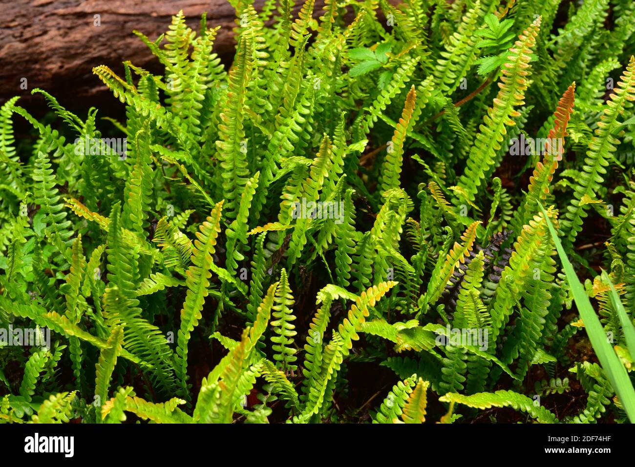 New argentina hi-res stock photography and images - Alamy