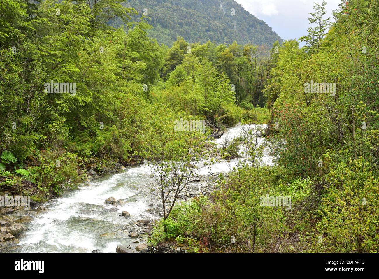 Valdivian Temperate Rainforest High Resolution Stock Photography and ...