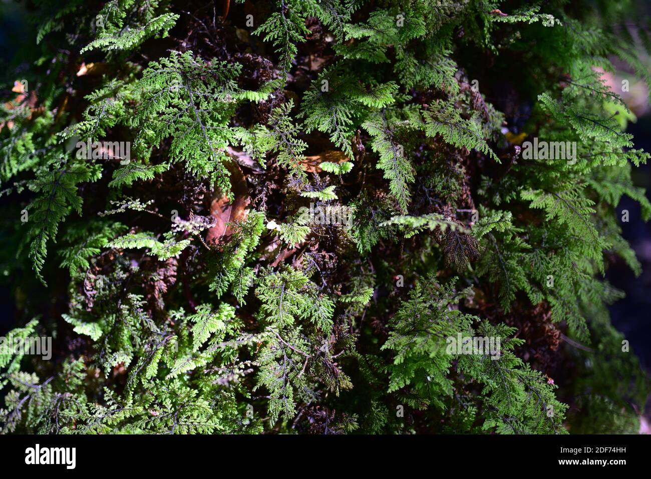 Vicente Fern High Resolution Stock Photography and Images - Alamy