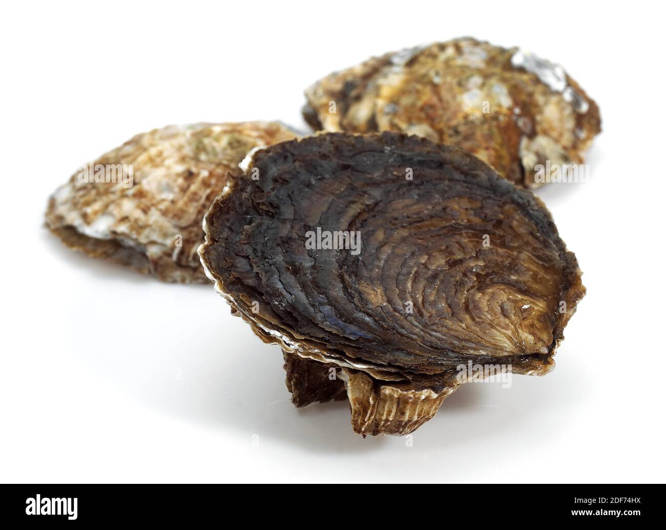 a French Oyster called Plate de Belon, ostrea edulis, Seafoods against ...
