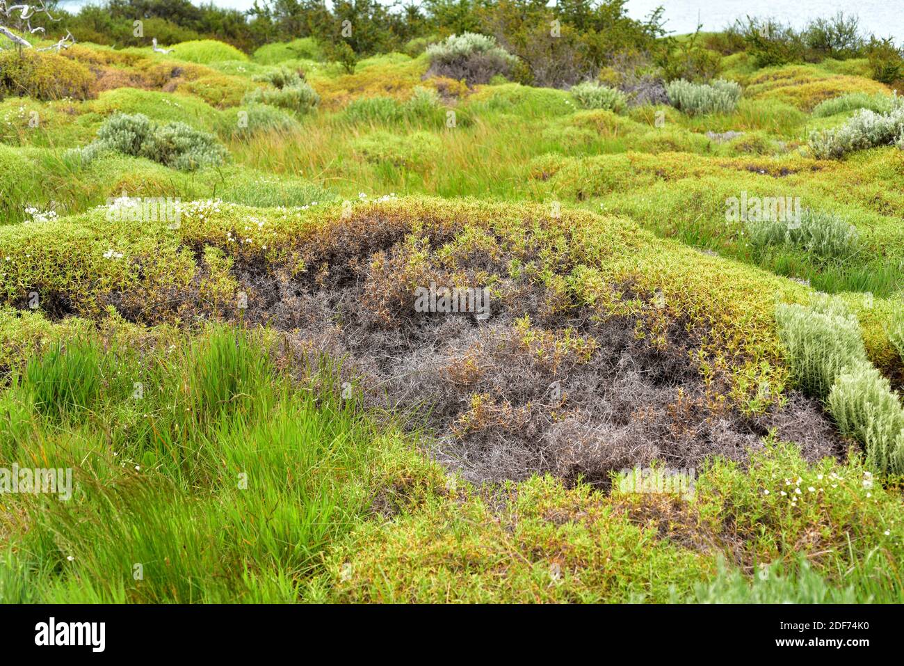 Culebra hi-res stock photography and images - Alamy