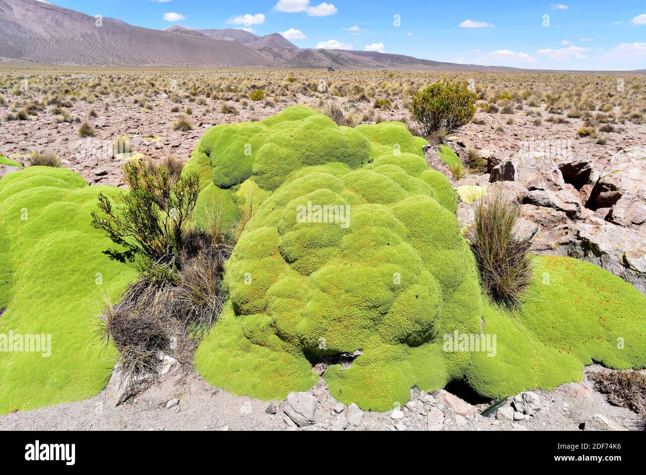 Yareta argentina hi-res stock photography and images - Alamy