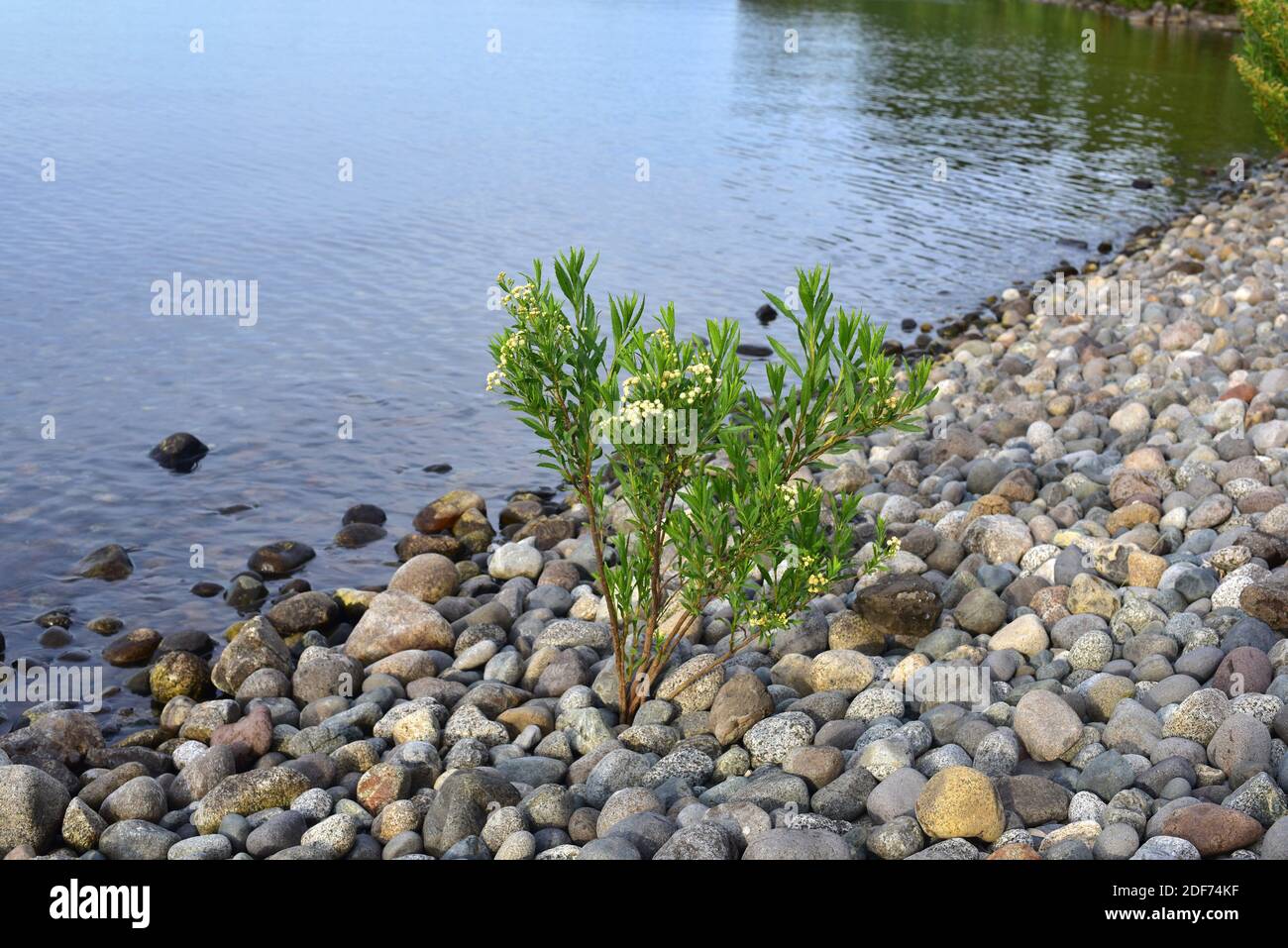Mule fat plant hi-res stock photography and images - Alamy