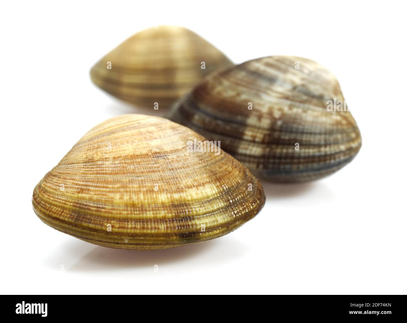 Clams, venerupis sp, Fresh Shells against White Background Stock Photo ...